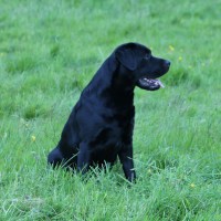Labrador Show diary (all KC shows) | Loubert Labradors