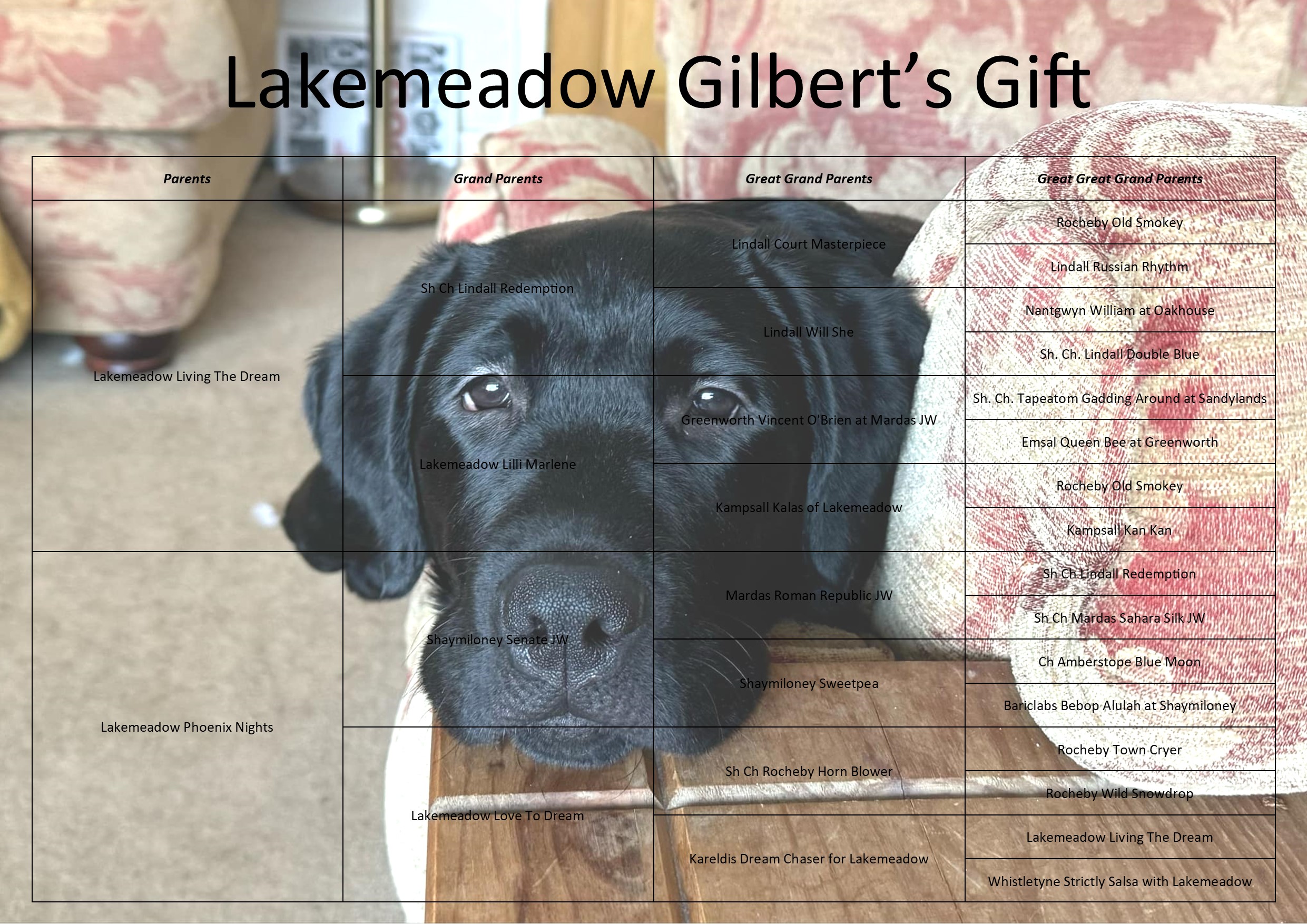 Lakemeadow Gilbert’s Gift – George | Loubert Labradors